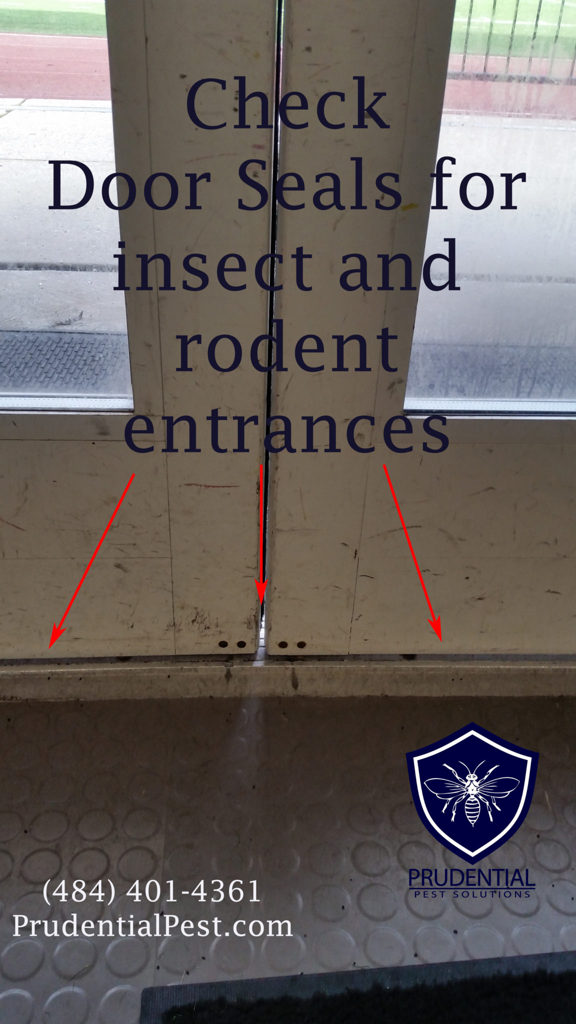 6 tips to be pest-free for Spring - Prudential Pest Solutions