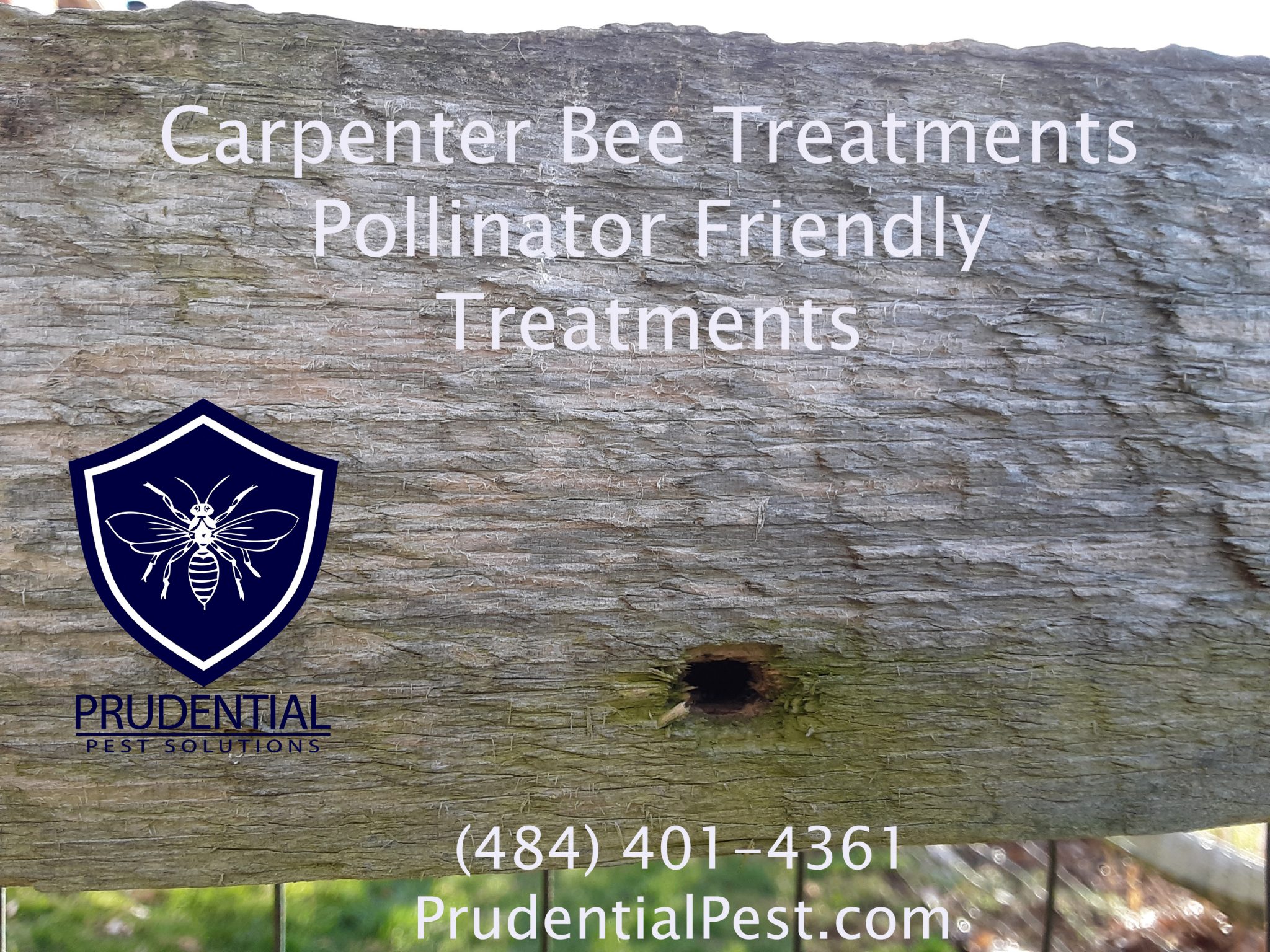 Life of a Carpenter Bee - Prudential Pest Solutions