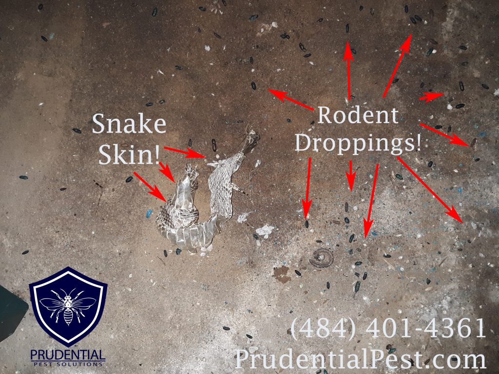 How to keep Snakes away from your property - Prudential Pest Solutions