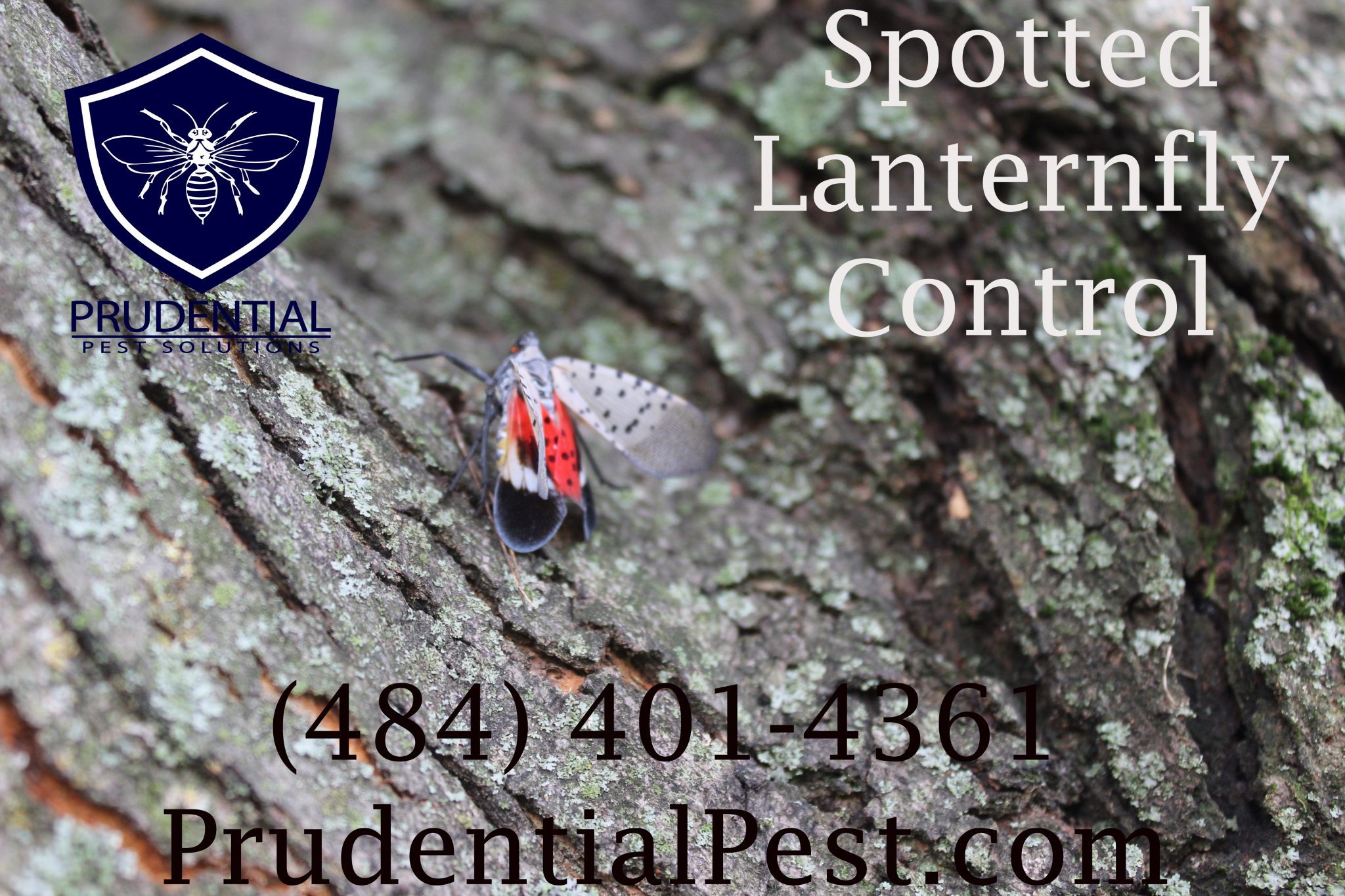 Affordable Spotted Lanternfly Treatments - Prudential Pest Solutions