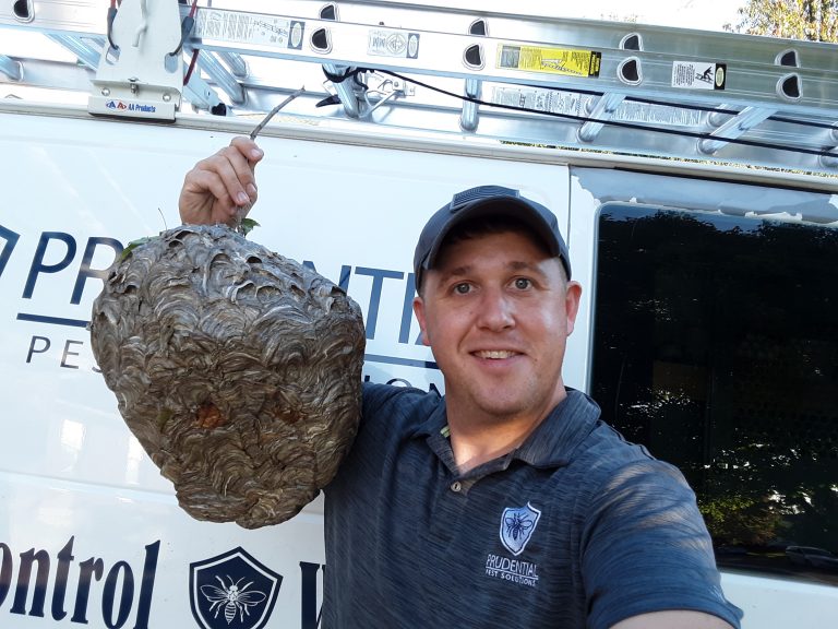 Dead Yellow Jackets in the Basement - Prudential Pest Solutions