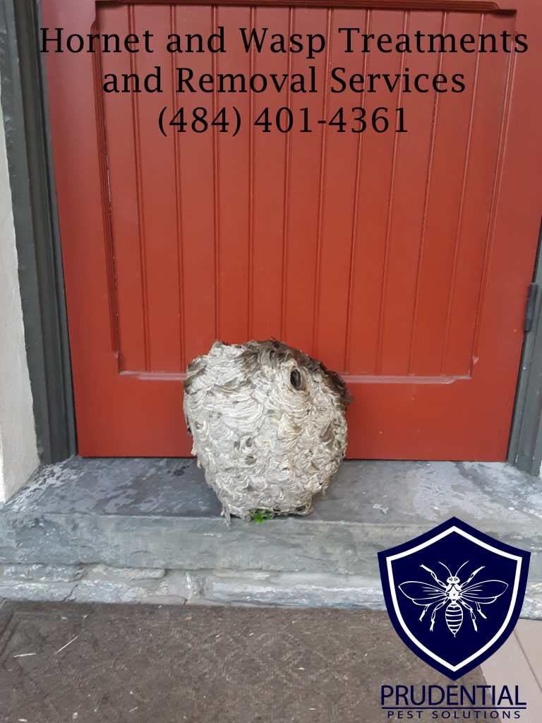 How do hornets and wasps make their nests? - Prudential Pest Solutions