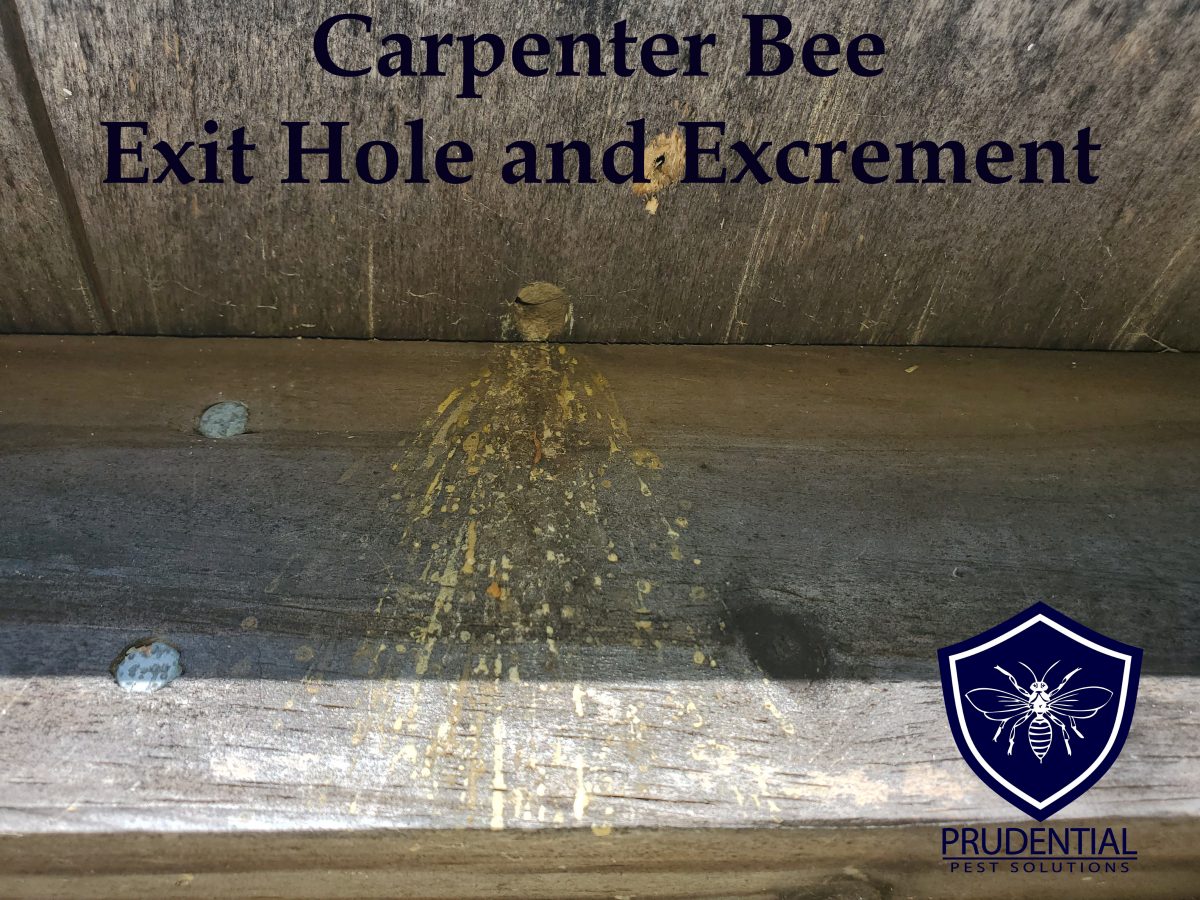 How to treat for carpenter bees - Prudential Pest Solutions