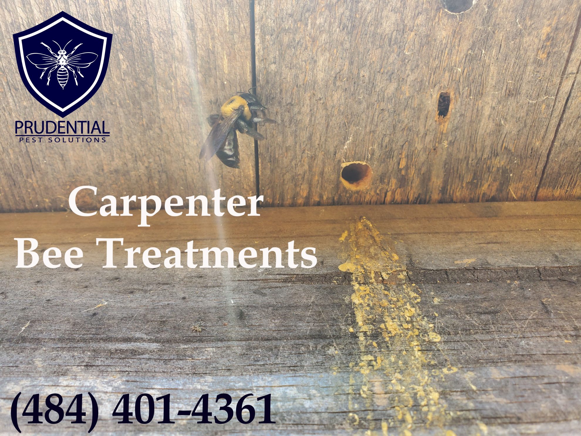 How to treat for carpenter bees - Prudential Pest Solutions