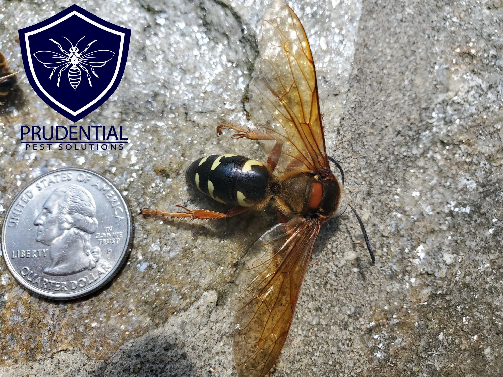 Cicada Killing Wasps - Prudential Pest Solutions