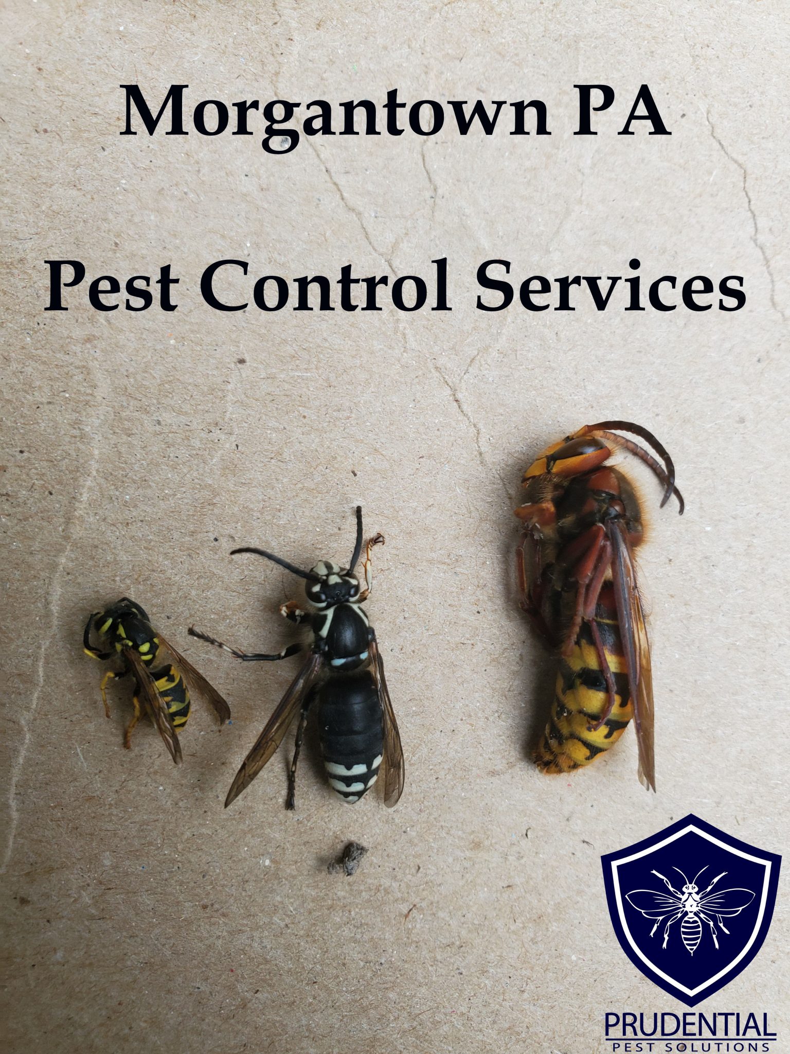 Morgantown PA Exterminator Services - Prudential Pest Solutions