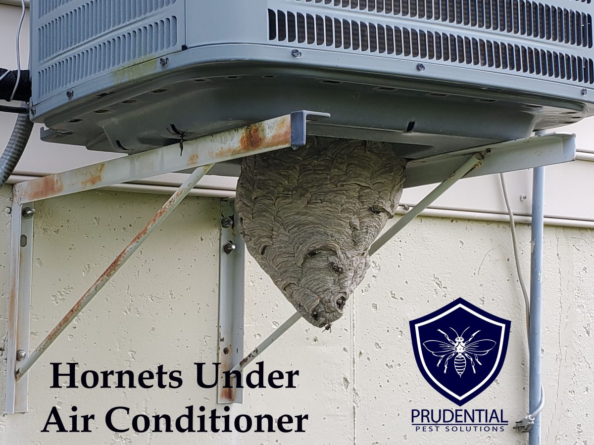 Hornet Nest Air Conditioner - Prudential Pest Solutions