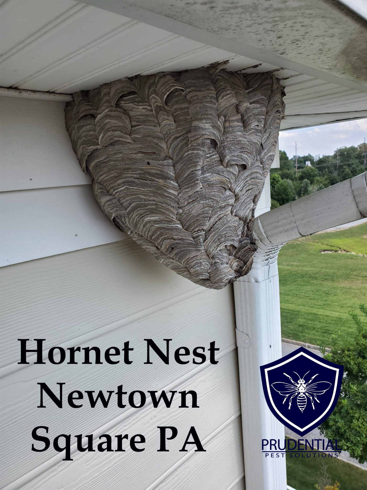 Hornet Nest on Roof - Prudential Pest Solutions