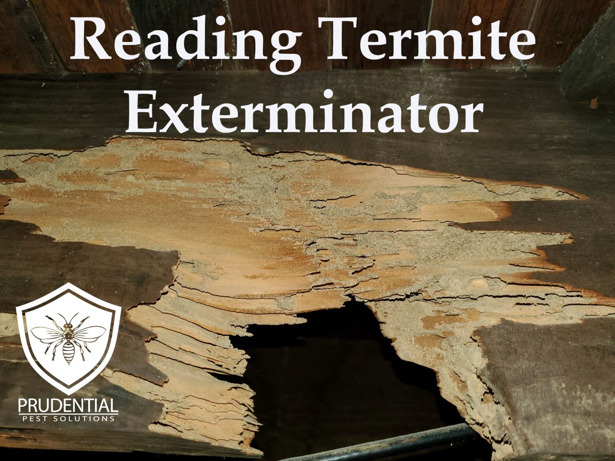 Reading Termite Exterminator - Prudential Pest Solutions