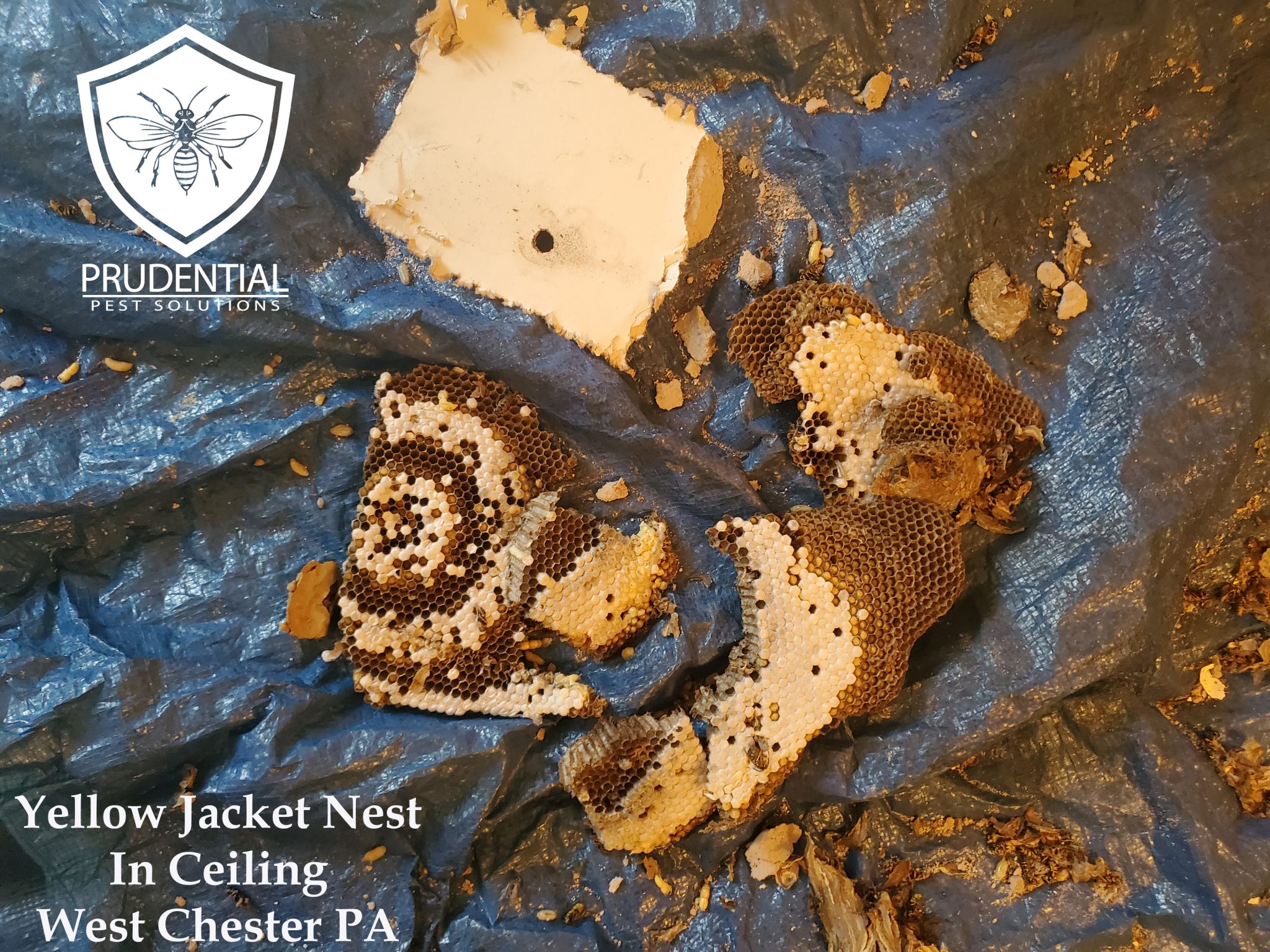 Yellow Jacket Nest in Ceiling West Chester - Prudential Pest Solutions