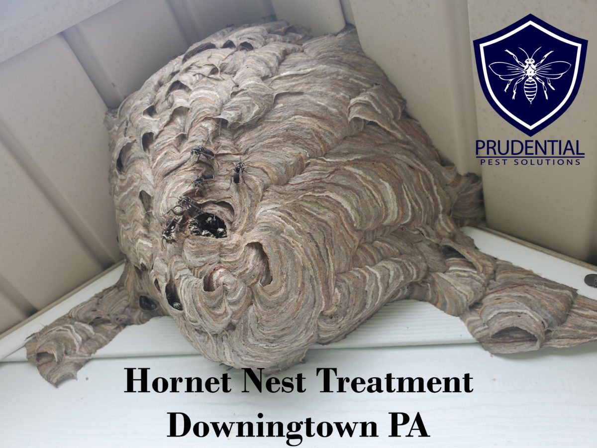 Hornet Nest Removal Downingtown - Prudential Pest Solutions