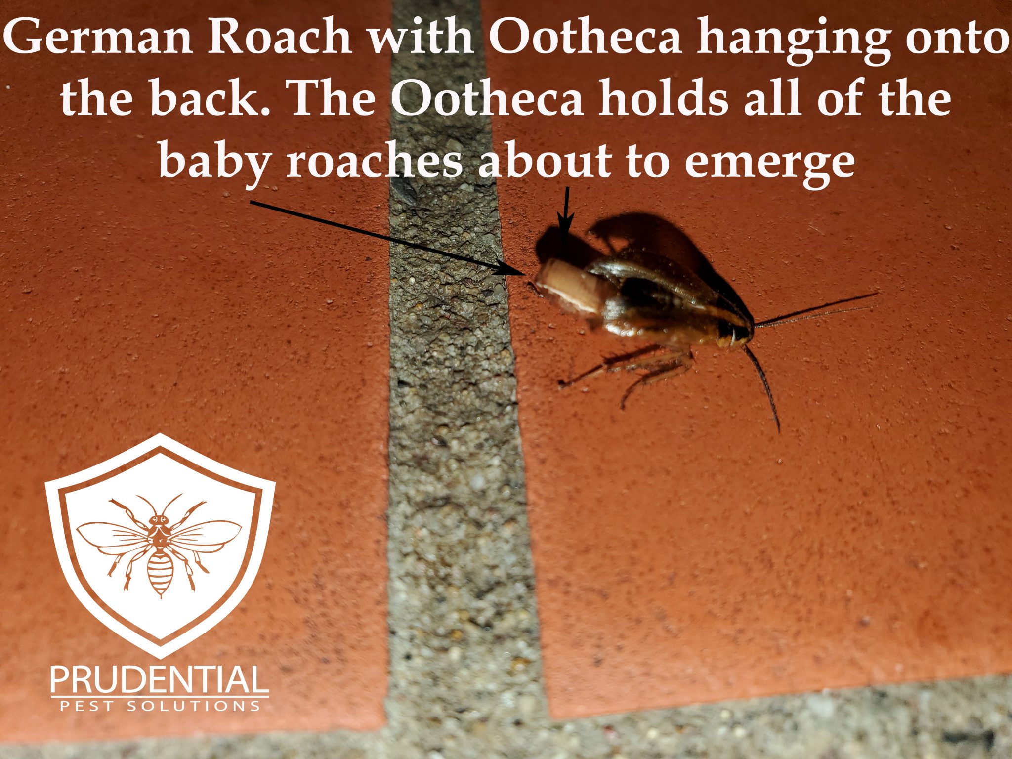 Roach Treatment in Restaurant - Prudential Pest Solutions