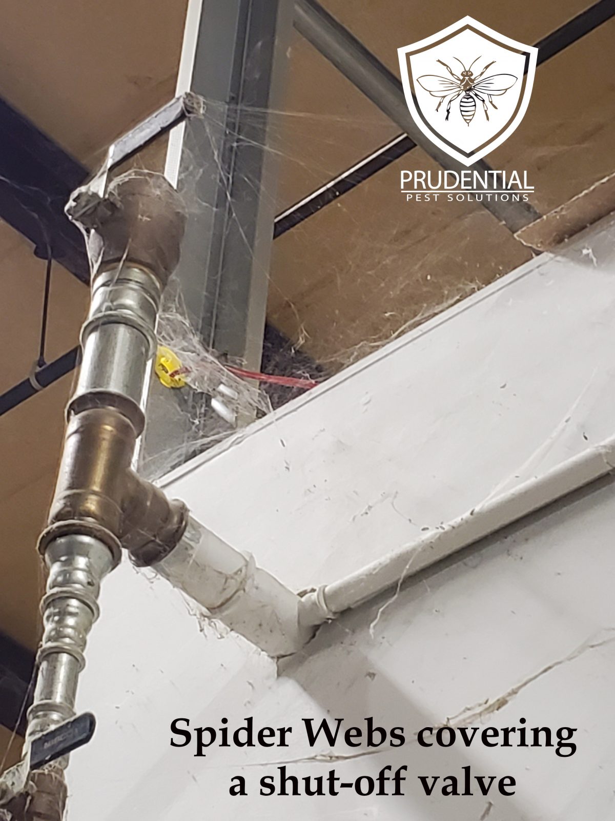 Spider Control Solutions - Prudential Pest Solutions