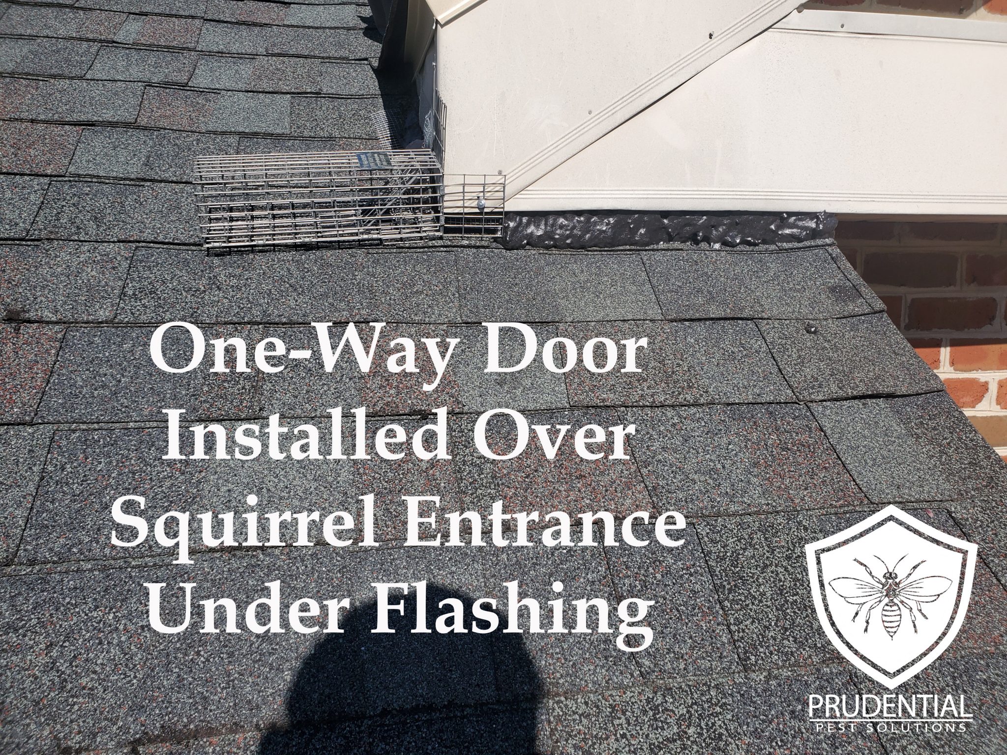 How to get squirrels out of your house - Prudential Pest Solutions