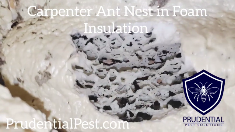 Carpenter Ant Nest in Foam Insulation - Prudential Pest Solutions