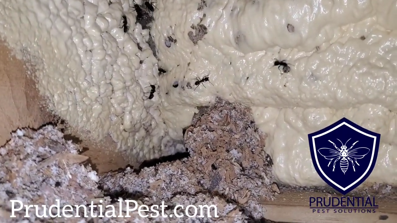 Carpenter Ant Nest in Foam Insulation - Prudential Pest Solutions