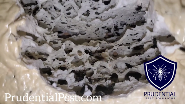 Carpenter Ant Nest in Foam Insulation - Prudential Pest Solutions