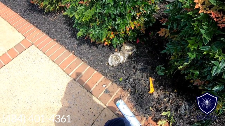 Ground Yellow Jacket Treatment - Prudential Pest Solutions