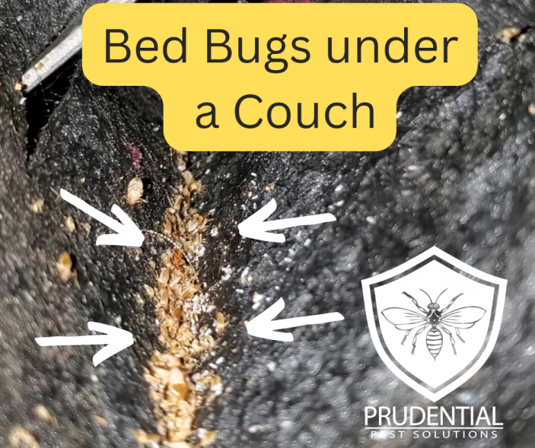 How To Prevent Bringing Home Bed Bugs From Vacation Prudential Pest Solutions