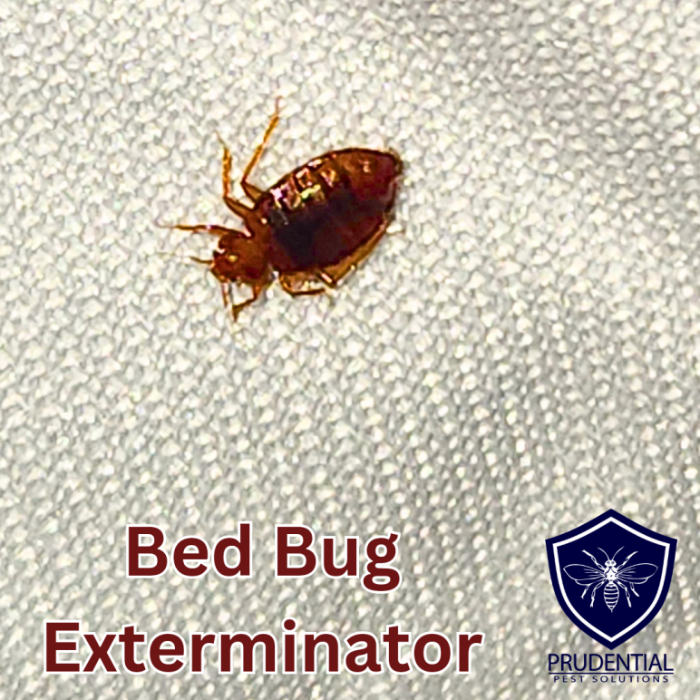 Affordable Bed Bug Treatments - Prudential Pest Solutions