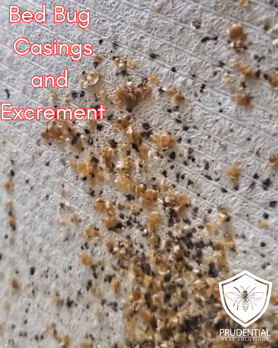 Does my couch have bed bugs? - Prudential Pest Solutions