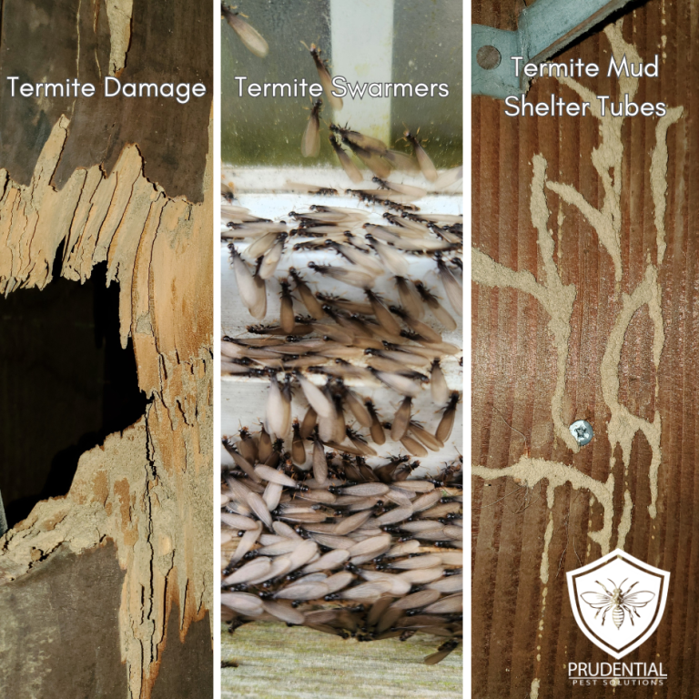How much does a termite treatment cost - Prudential Pest Solutions