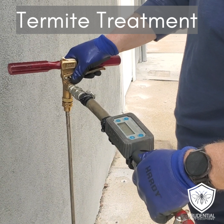 Exploring Effective Termite Treatments - Prudential Pest Solutions