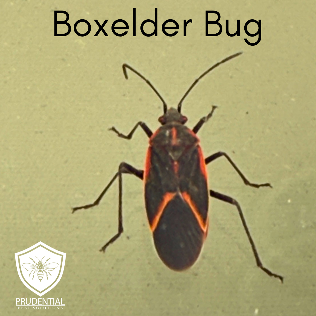 Fall Pests in Pennsylvania - Prudential Pest Solutions